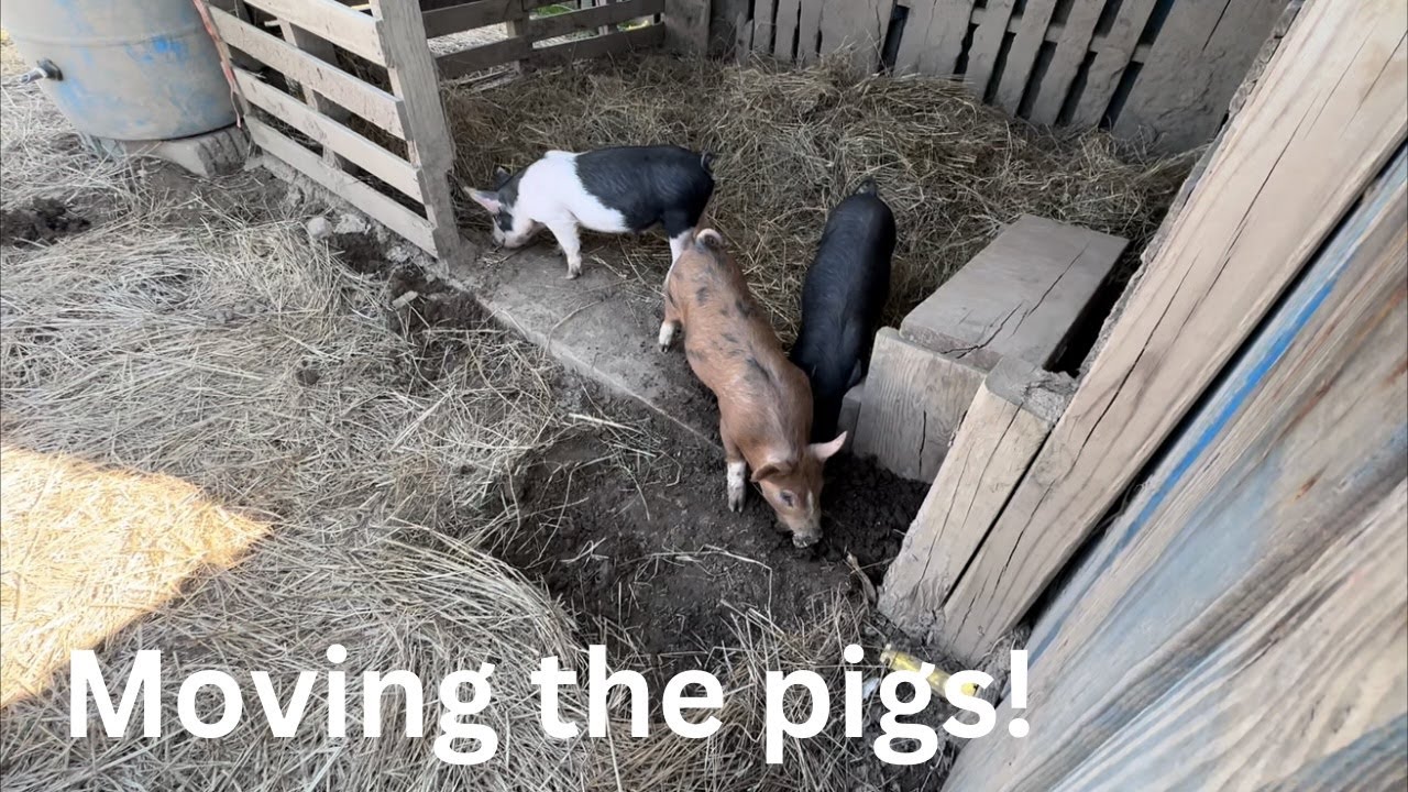 Moving the pigs - YouTube