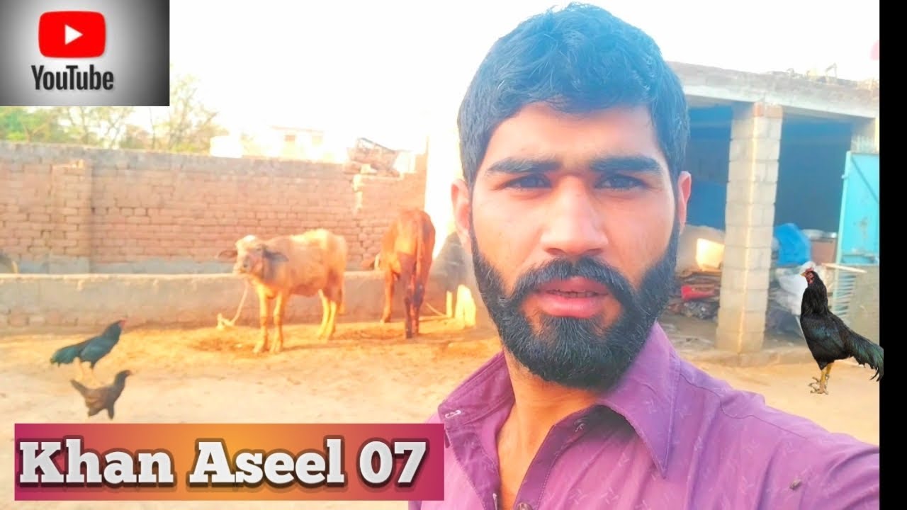 ag ka din ka Kam #khan #aseel #fly - YouTube