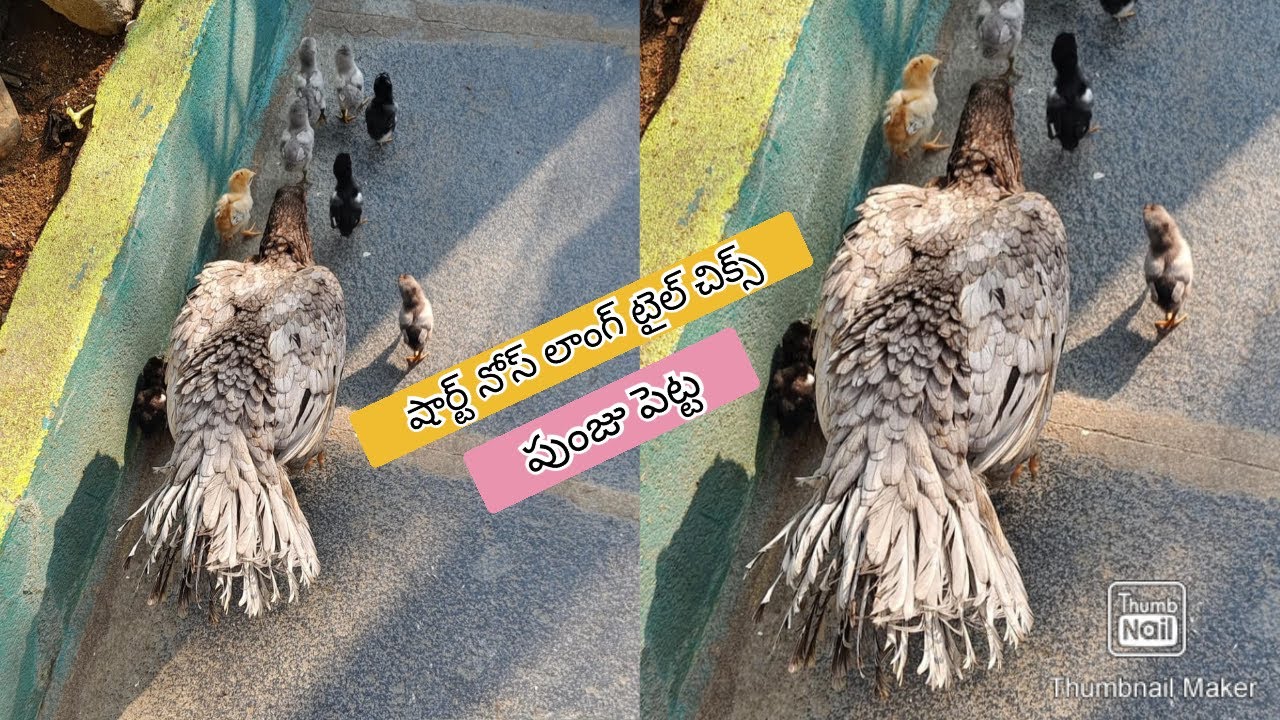Short Beak Long Tail Chicks | 7013366536 | Short Beak Rooster | Video ...