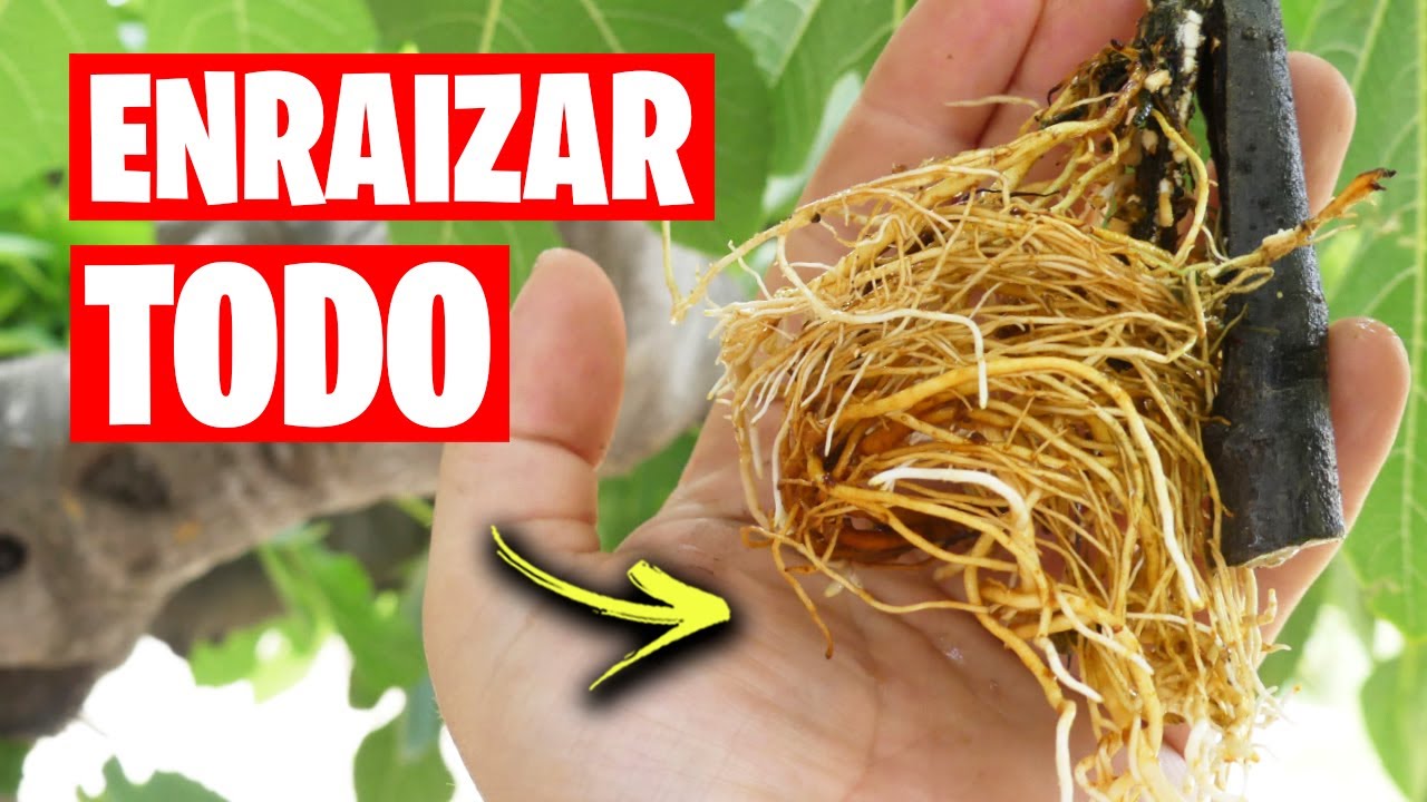 ENRAIZA CUALQUIER PLANTA RÁPIDO y FÁCIL ¡NUNCA FALLAN! | La Huerta de ...