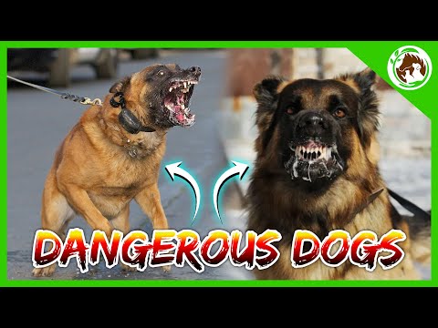 Top 10 Most Dangerous Dog Breeds | Bullmastiff | Akita Inu | Akita Dog