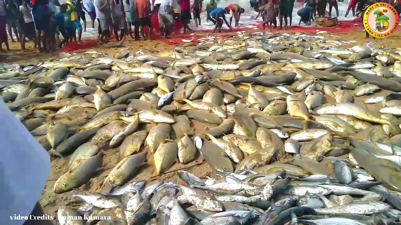 30000000 Rs Huge Fish Catch | Thousands Of Fish Caught In Net ...