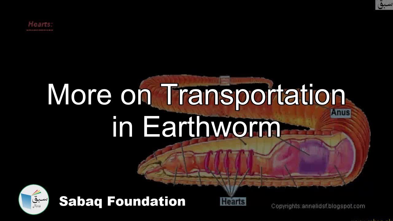 More on Transportation in Earthworm, Biology Lecture | Sabaq.pk - YouTube