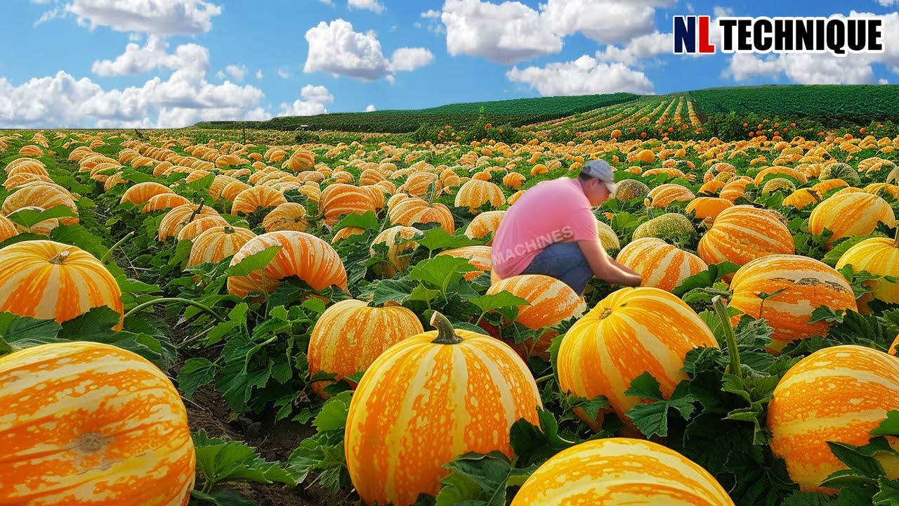Pumpkins Harvest - How US Farmer Harvest 100 Billion Tons Of Pumpkins ...