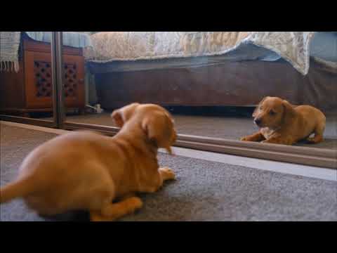 Sevimli köpek -  Sevimli yavru köpek - Köpek videoları