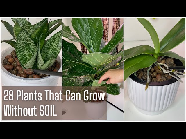 Plants That Can Survive Without Soil
