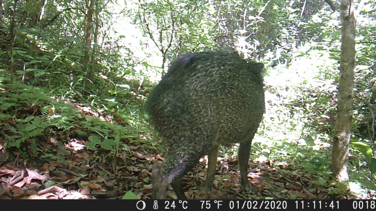 Catitu, Tamanduá e Capivara na trilha - YouTube