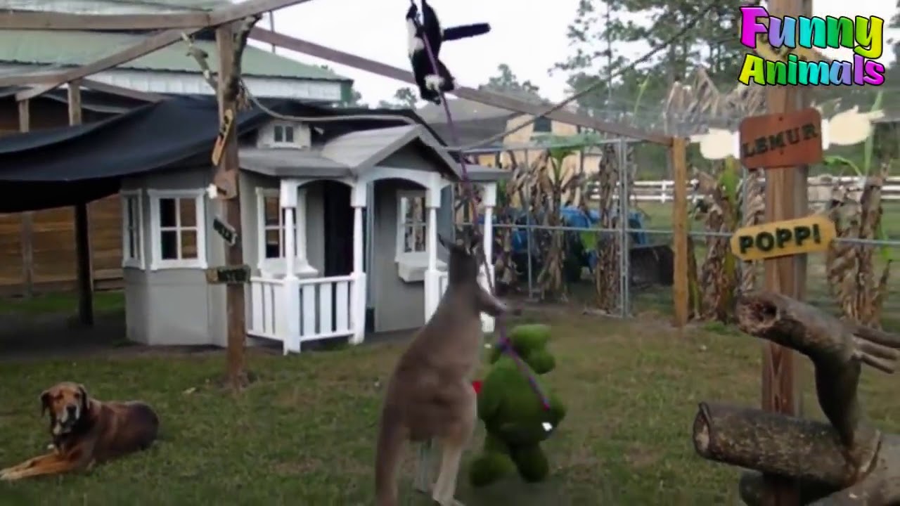Funny Kangaroo Doing Funny Things! Hilarious! Funniest Animals - YouTube