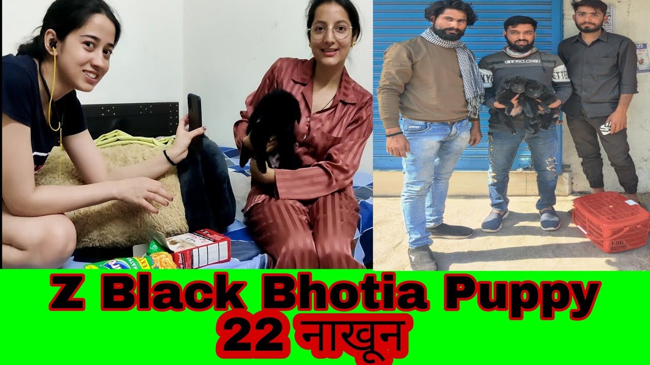 pure Z black 22 nakhun old line bhotia dog puppies for sale all India ...