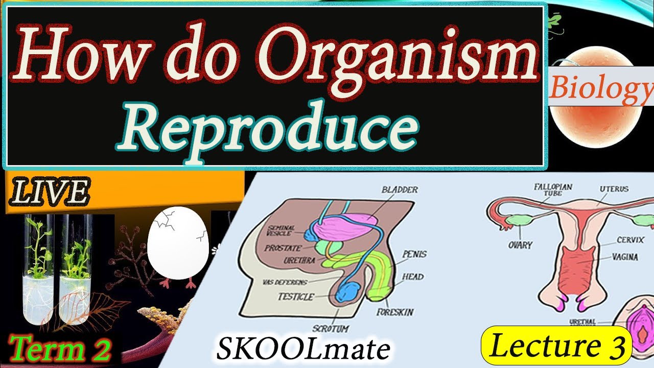 How do Organism Reproduce | FULL EXPLANATION | QUESTIONS | CLASS 10 ...