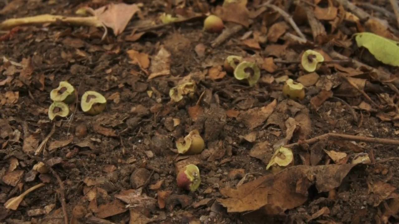 This is why the Tambotie tree is called a 'jumping bean tree'? - YouTube