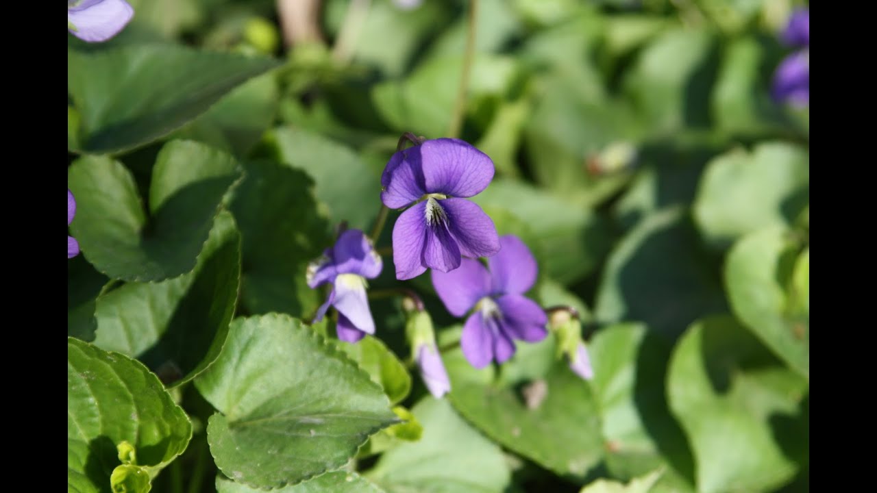 Useful Plant : Wild Violets - YouTube