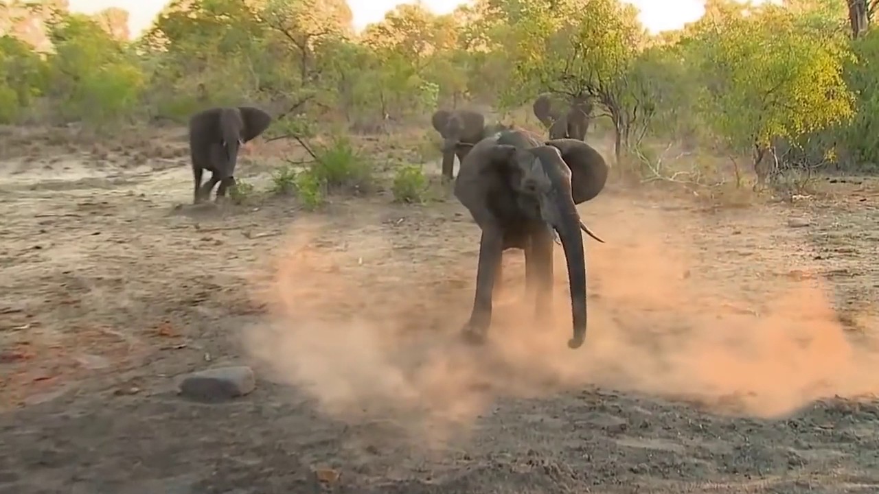 Wild dogs fight with elephants over water #safariLIVE - YouTube