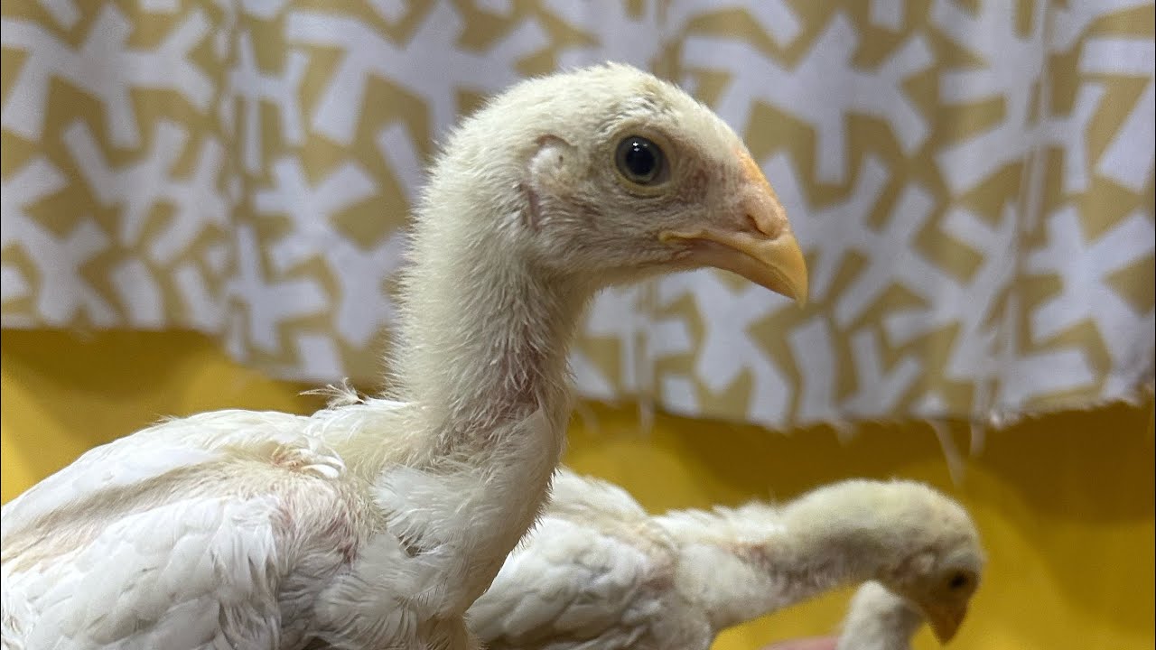 Alhamdulillah sold* 5 white 1 black shamo chicks to Abdul Rehman(Jehlum) and 2 heera to afnan ...