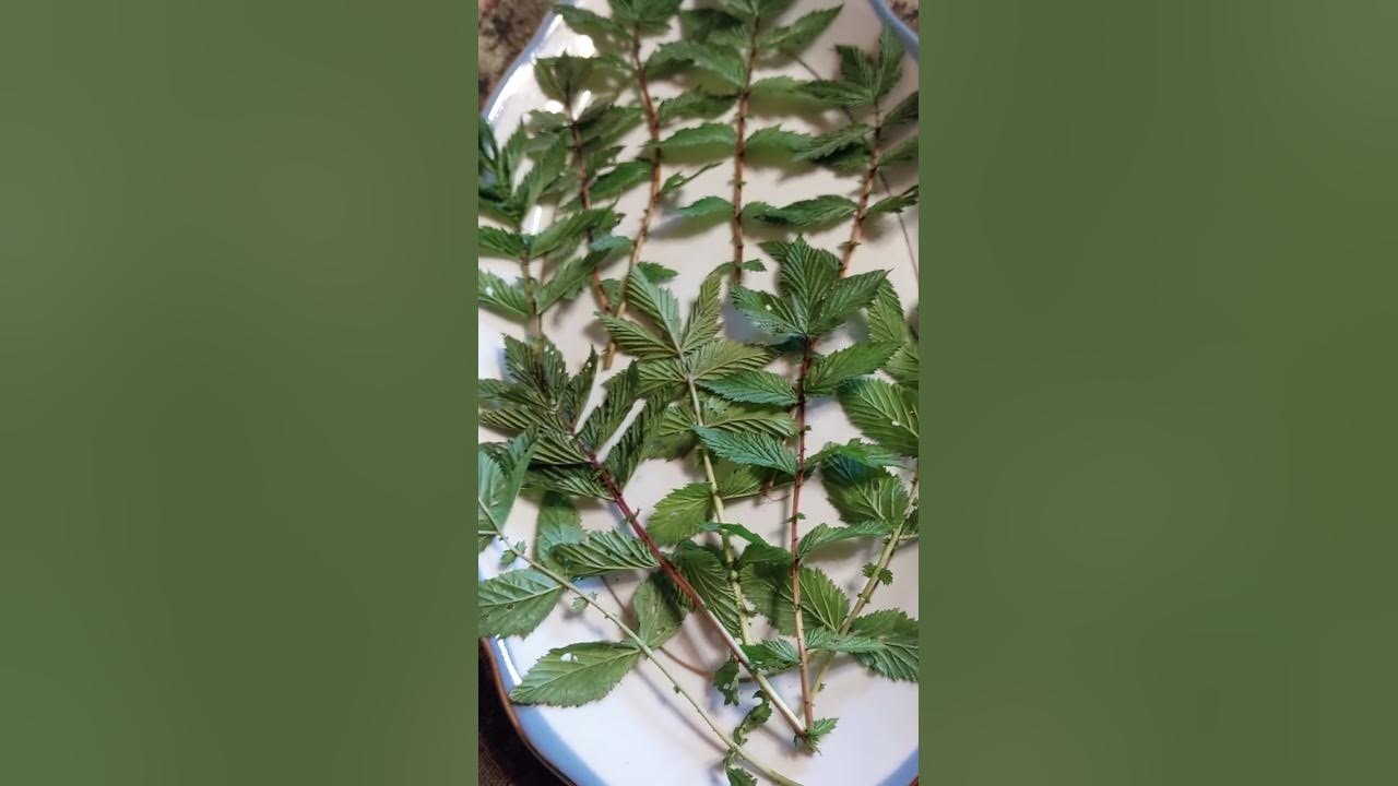 Дикоросы - YouTube