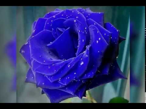 Beautiful Rose whatsapp messages videos.