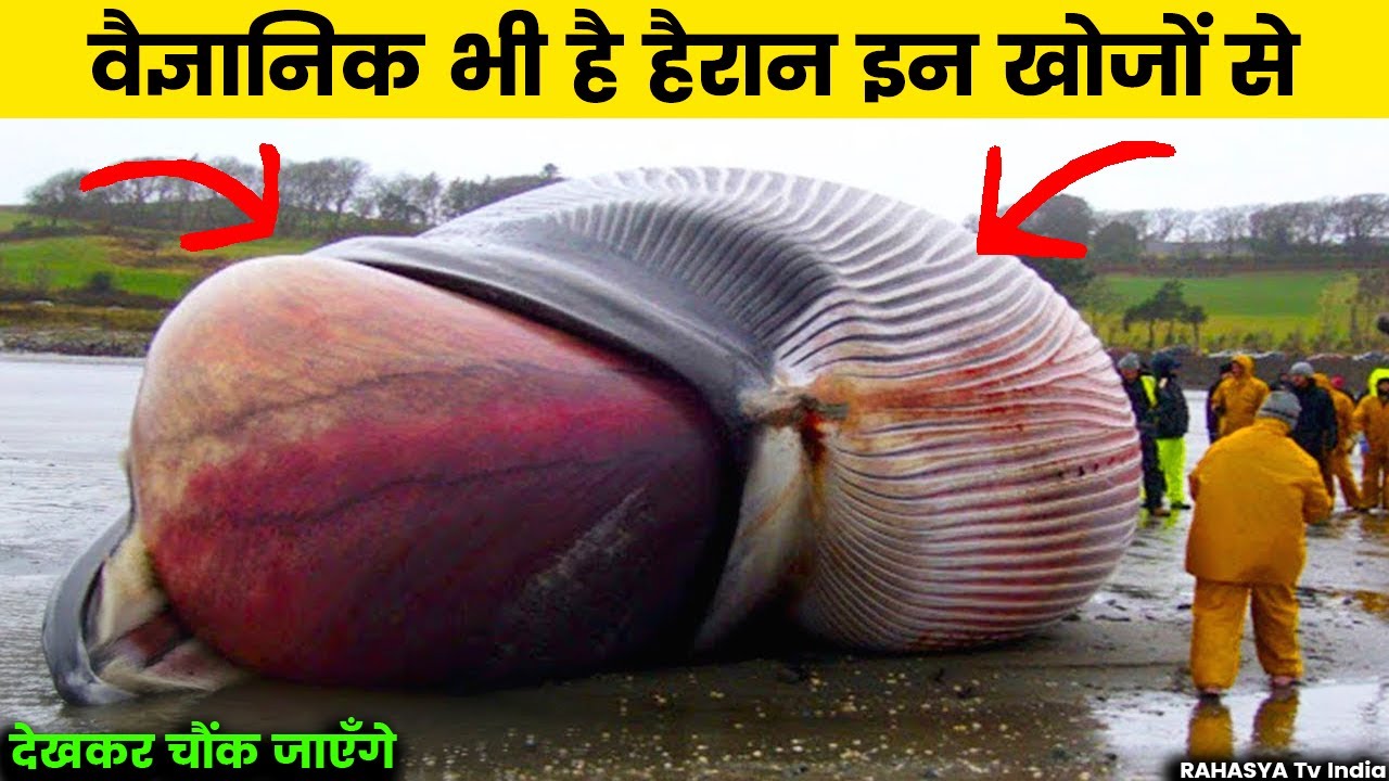 14 Weirdest Things Ever Found Inside Animals - YouTube