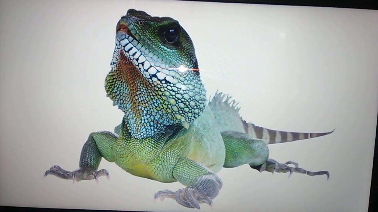ABC Animal with Ode to Joy. - YouTube