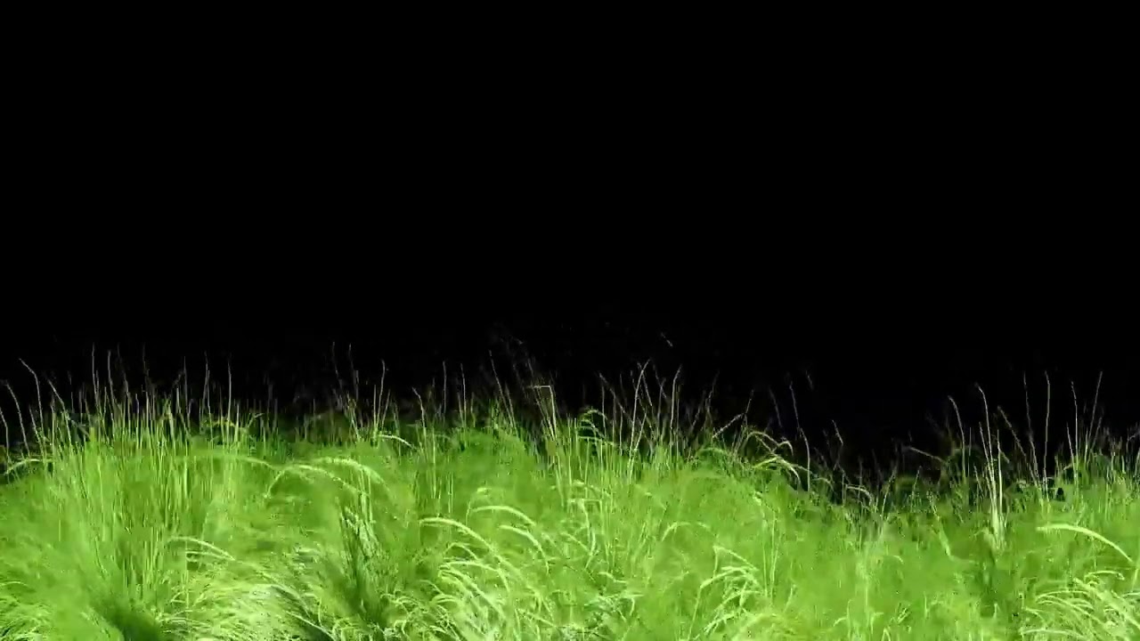 Free green screen - grass in the wind - YouTube