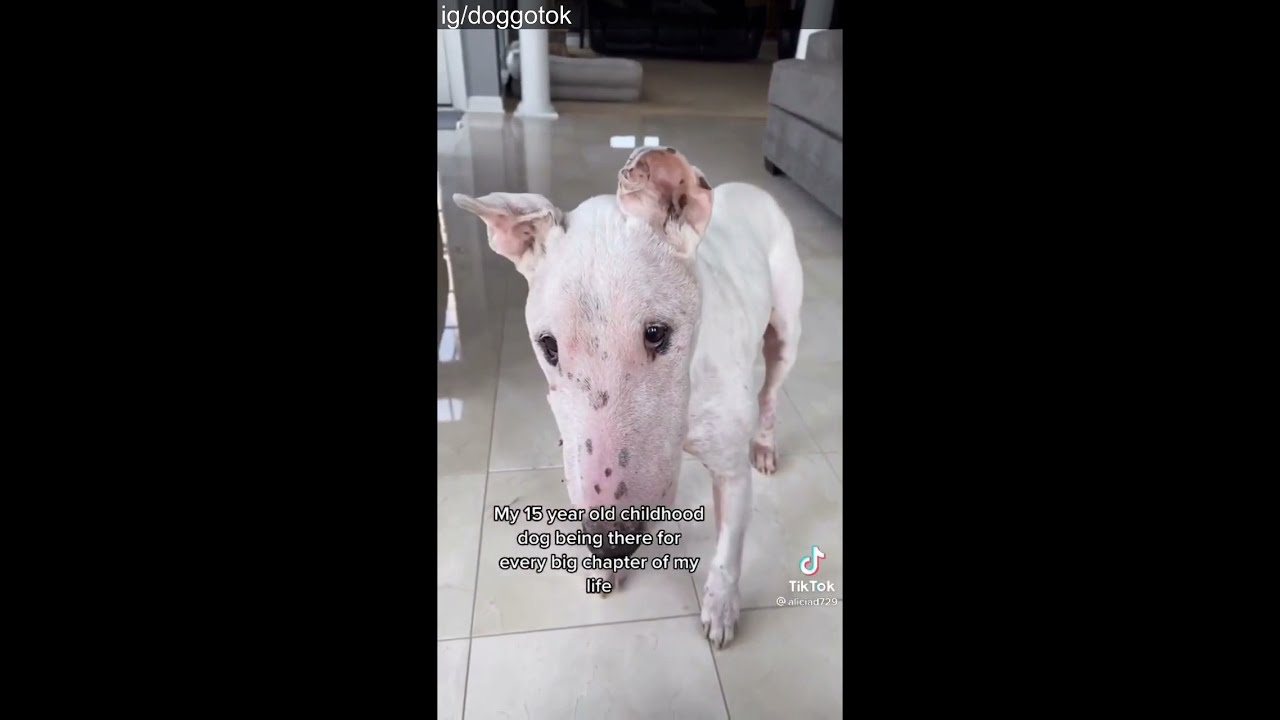 Funniest And Cutest Dogs, Dogs Reels Compilation That Will Make You ...