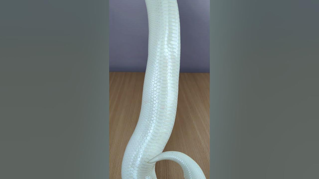 Fire Ivory Ball Python building follicles - YouTube