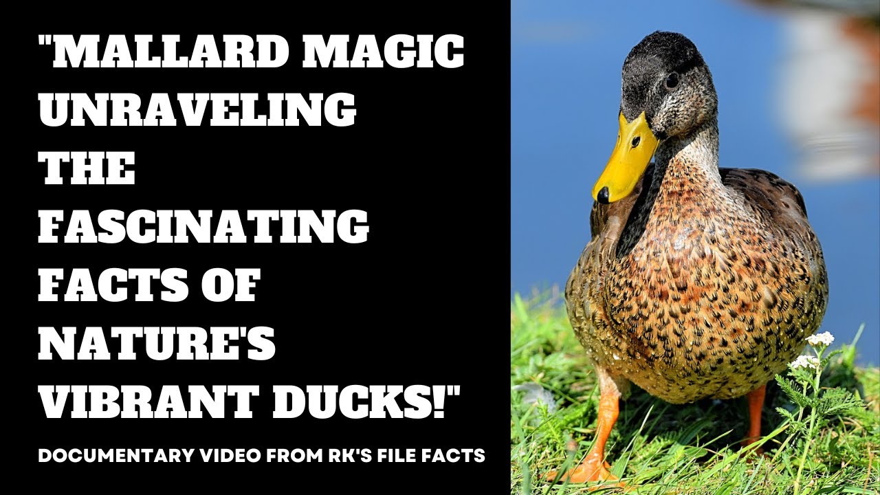 "Mallard Magic: Unraveling the Fascinating Facts of Nature's Vibrant ...