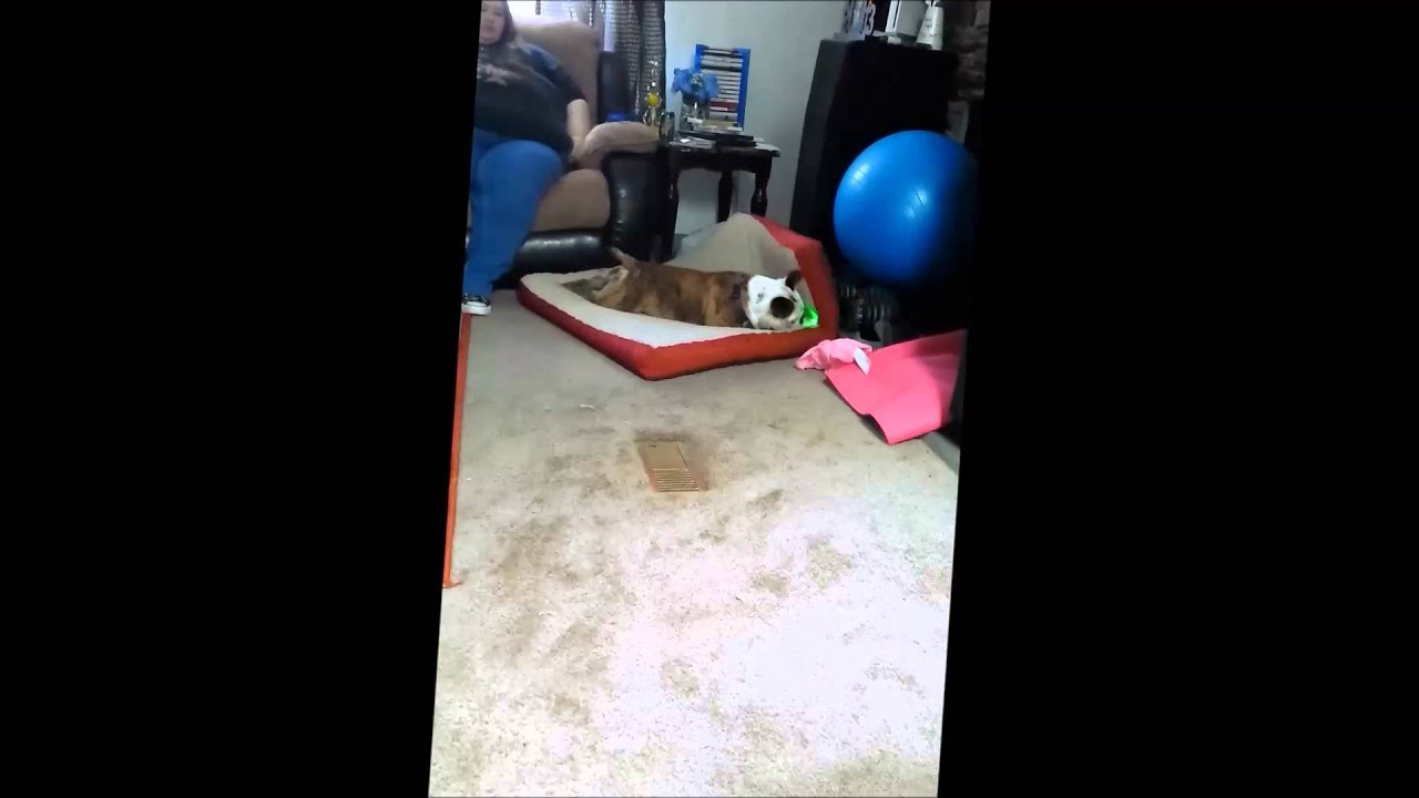 Derpy Bulldog - YouTube