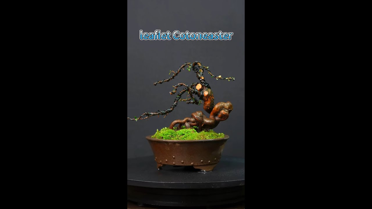 leaflet Cotoneaster bonsai mold-making - YouTube