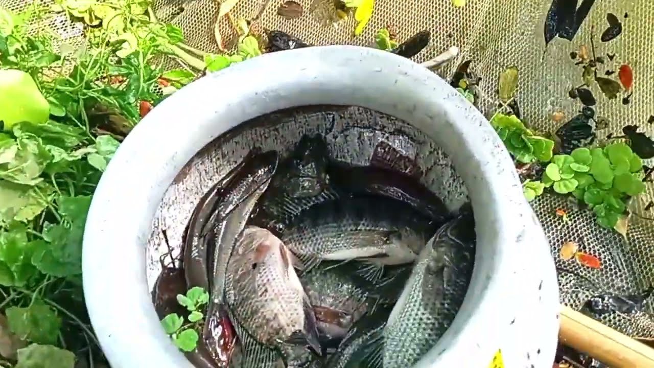 Amazing fishing video.Techniques of fishing in triangular nets ...