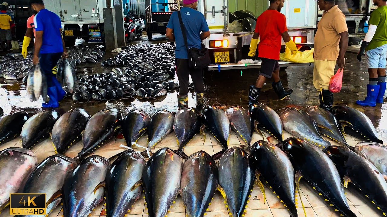 Amazing! fish market in srilanka 🔥 | Huge yellowfin tuna fish in ...