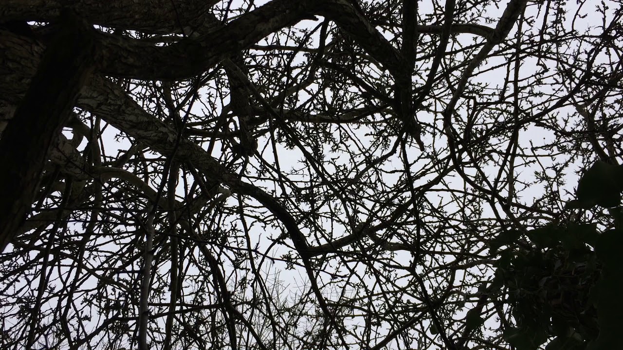 Common Hawthorn (Crataegus monogyna) - canopy - December 2017 - YouTube