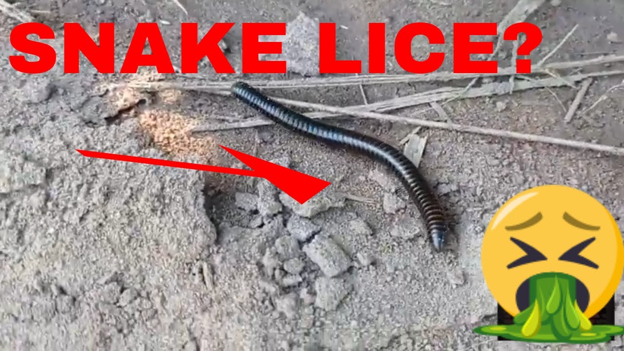 SNAKE LICE WATCH THEIR BEHAVIOR WHEN THREATENED - YouTube
