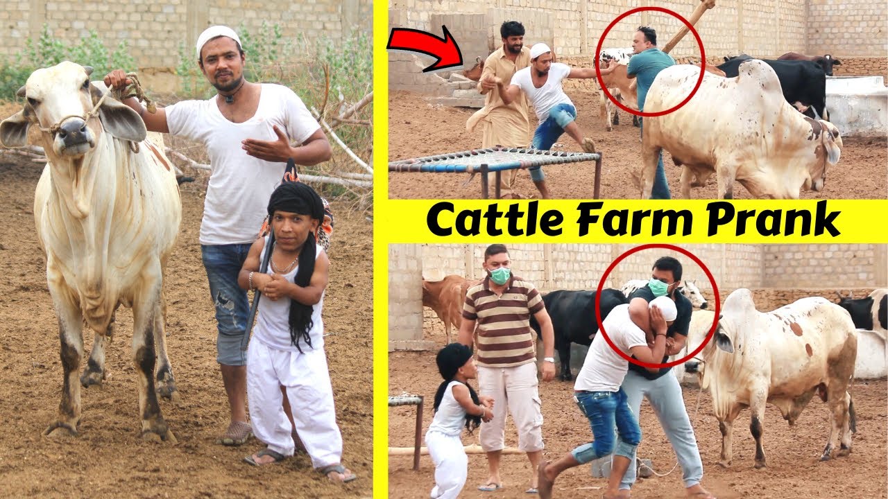 | Cattle Farm Prank 2020 | Cow Prank in Pakistan | New Talent - YouTube