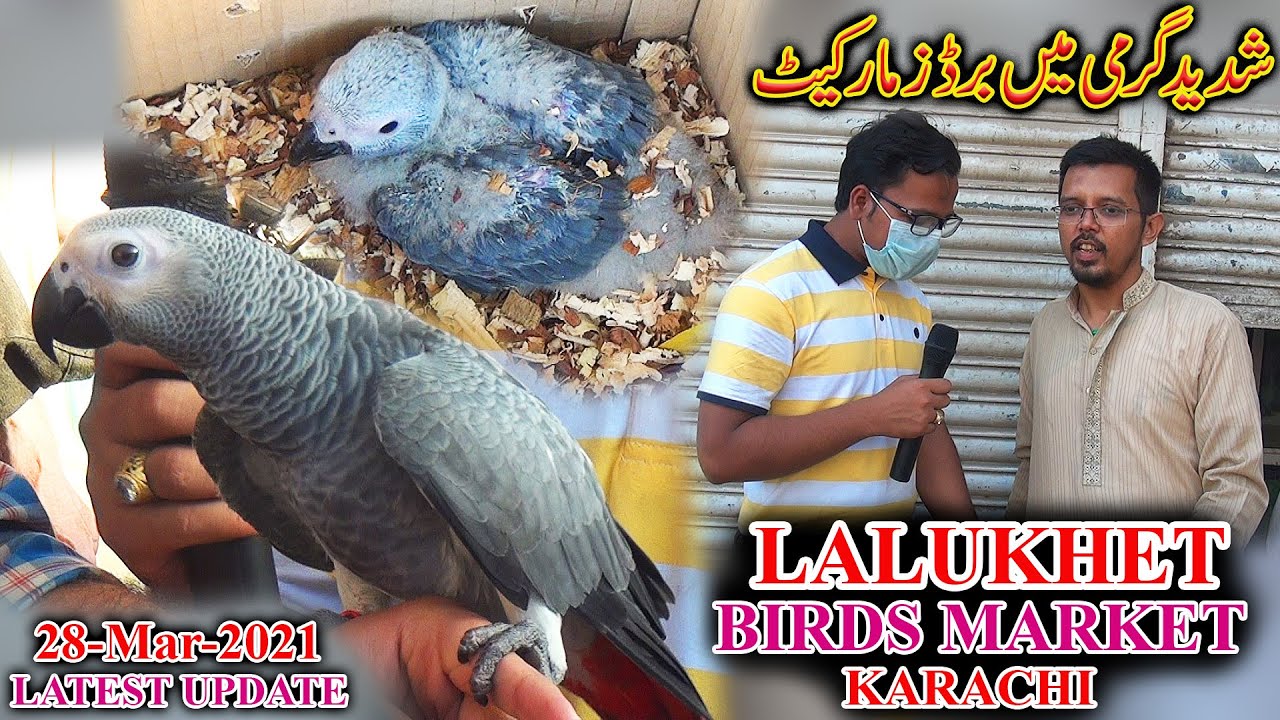 Lalukhet Birds Market 28-3-2021 Karachi Latest Sunday Market Updates ...