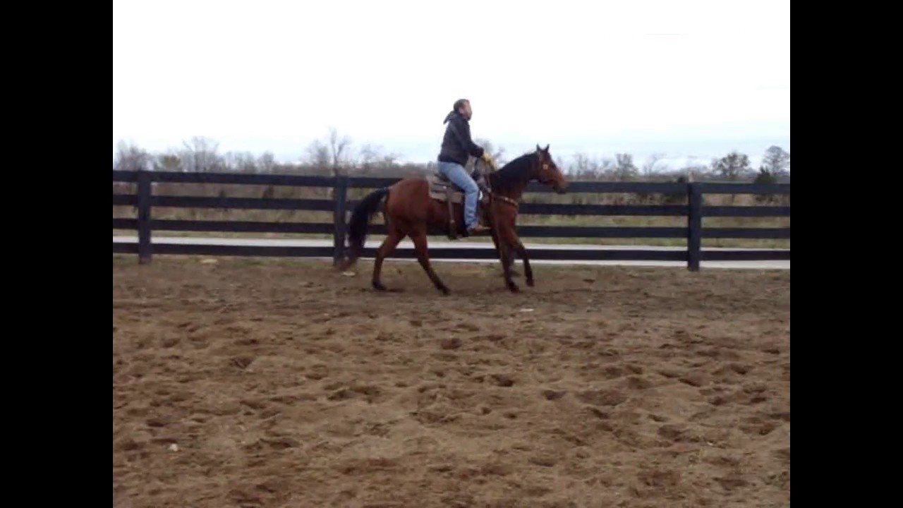 AQHA DOC'S OAK grandaughter, well bred, trained cutter - YouTube