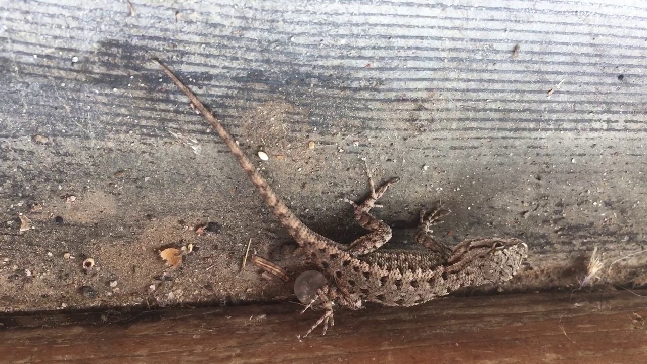 Spying on lizard - YouTube