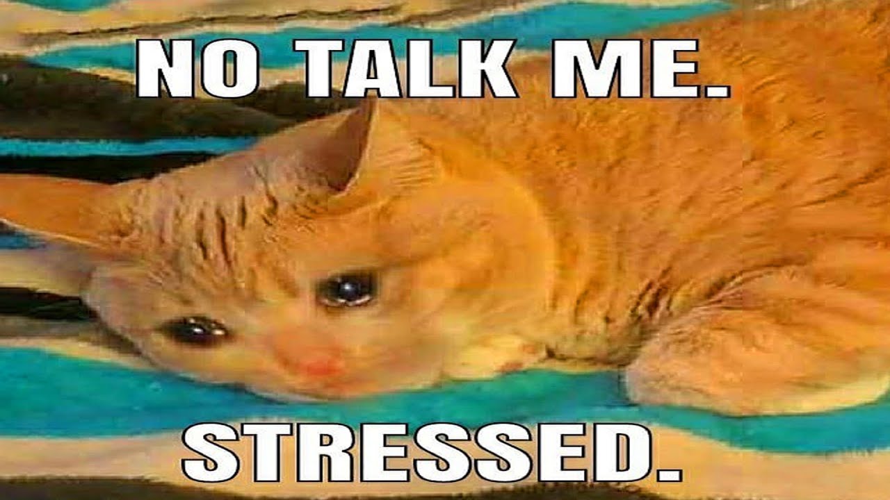 Cat Memes That May Make You Wish You Could Tag Your Kitty (PART 3 ...