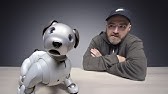 Aibo, le chien-robot, produit de niche ? (IFA2018) - YouTube