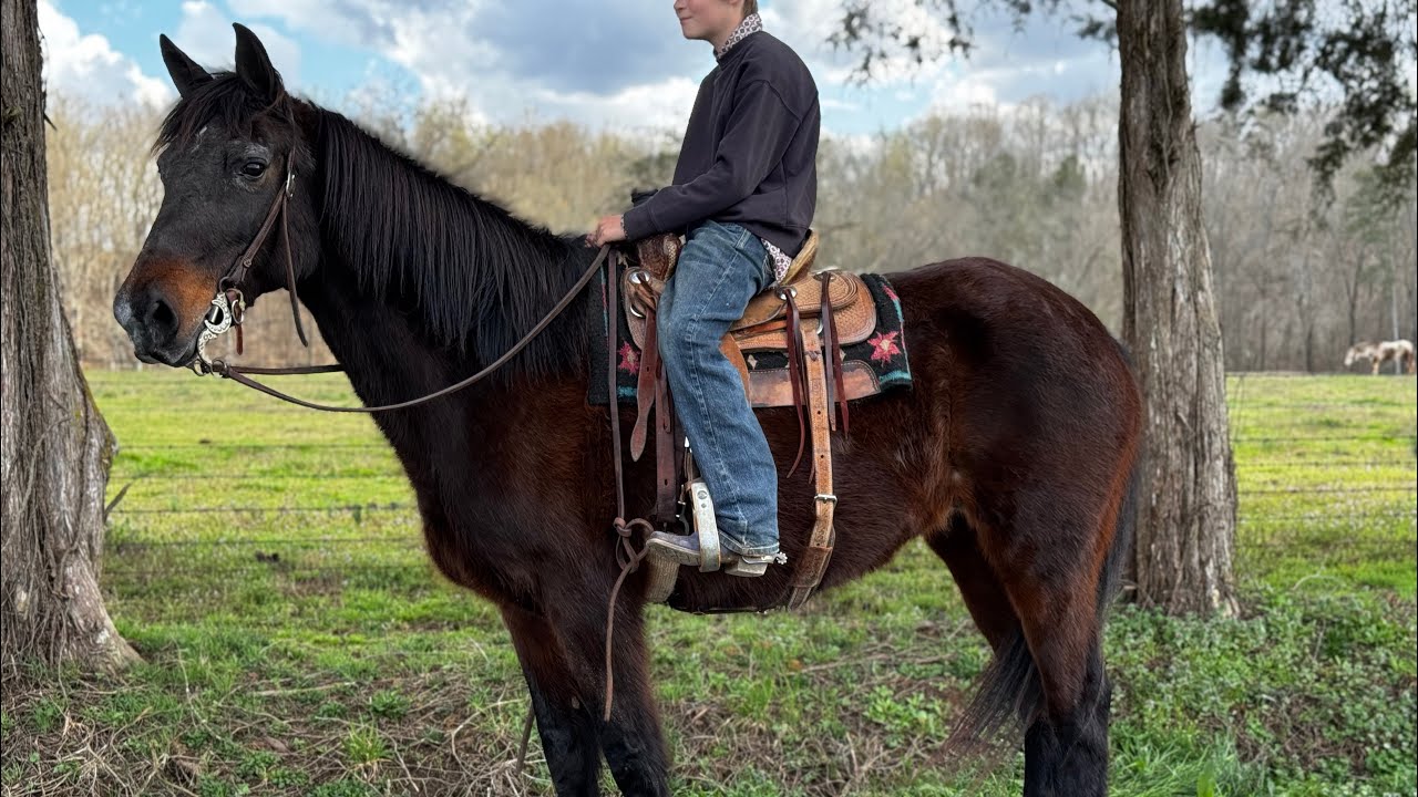 TSP LOT# 2029 - GAITED - MARE - 15 YO - $1450 - YouTube