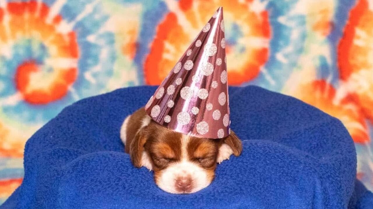 Atlanta dog rescue takes 3 puppies to 2025 Puppy Bowl - YouTube