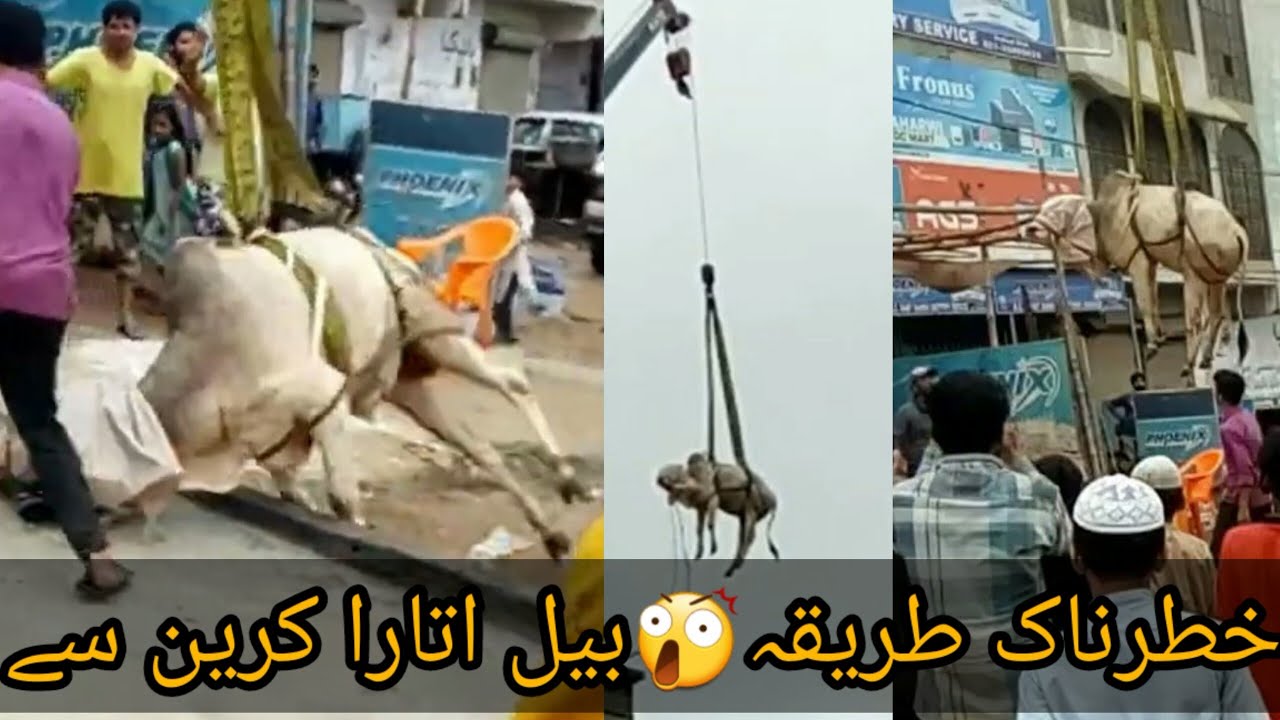Cow Ki Crane Se Unloading || Cow Crane Unloading | Cow Unloading - YouTube