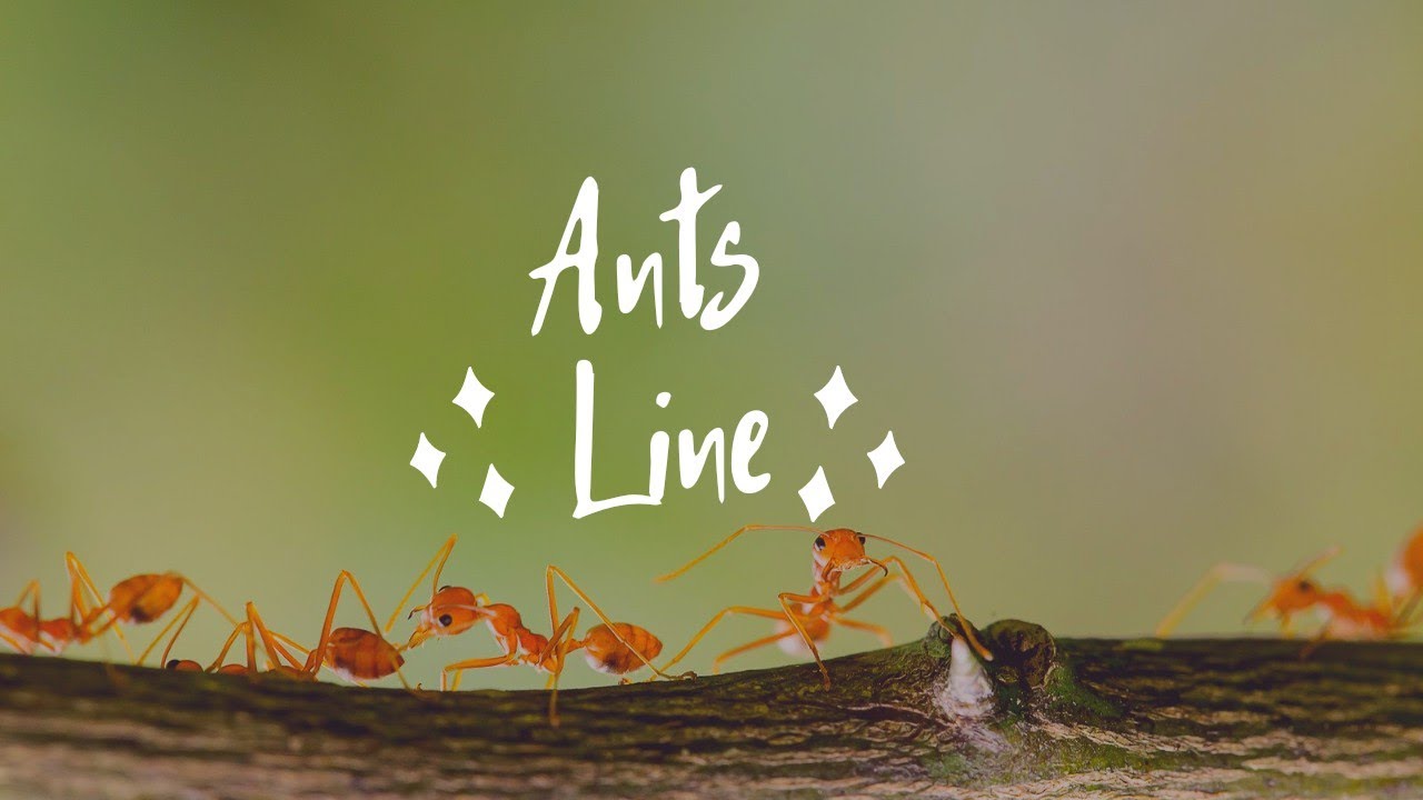Ants move in a line | Ants Line | 🐜🐜🐜 - YouTube