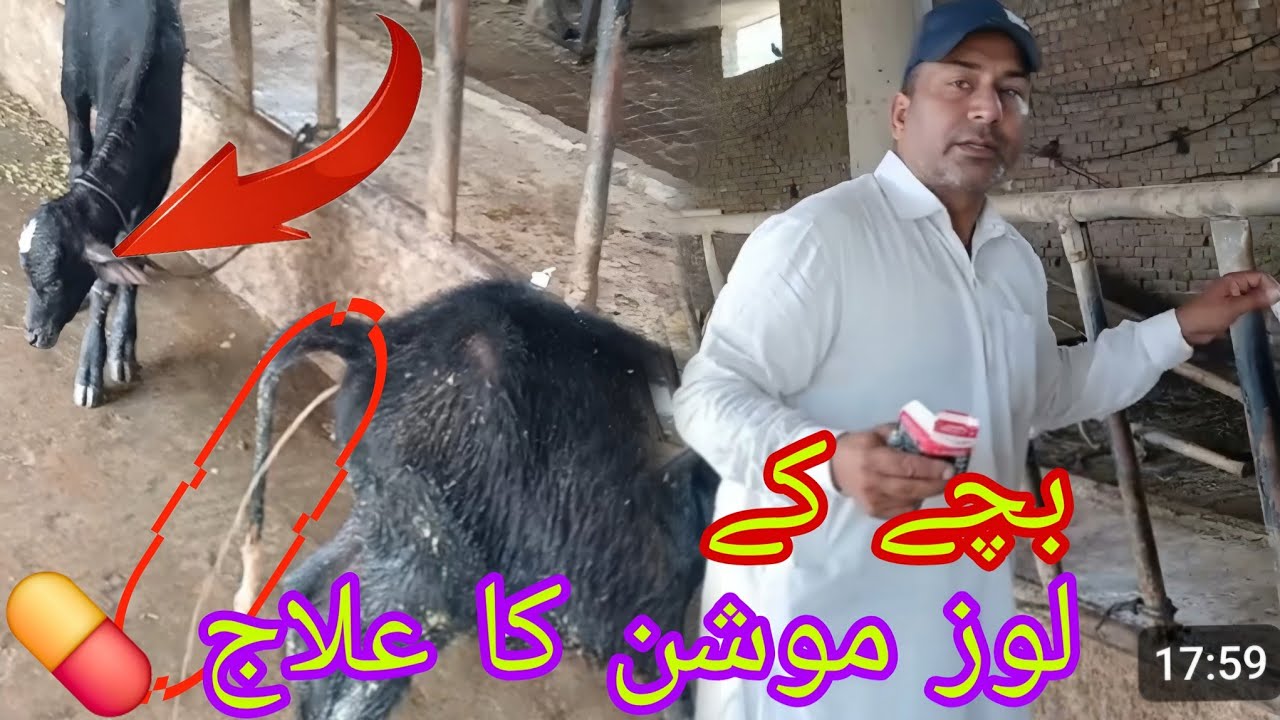Bufflo Or Cow Baby Loose Motion 100% Treatment || Mook ,Wah ,Motion,Or ...