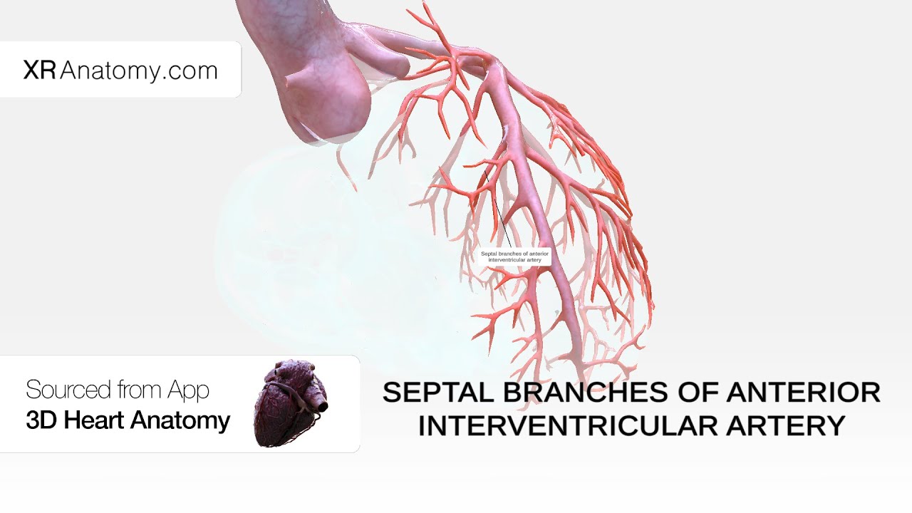 Septal branches of anterior interventricular artery - YouTube