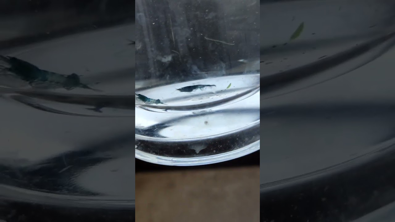 aay0🥰 ️🤘🏻#viral #🇳🇵 - YouTube