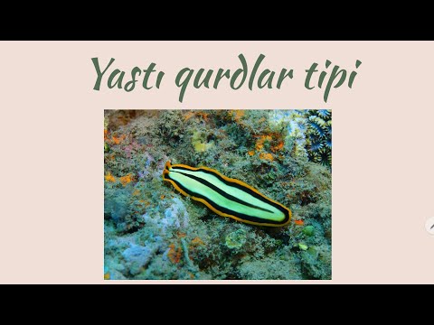 Zoologiya | Yastı qurdlar tipi | Tam mövzu izahı | 0504632292 | 