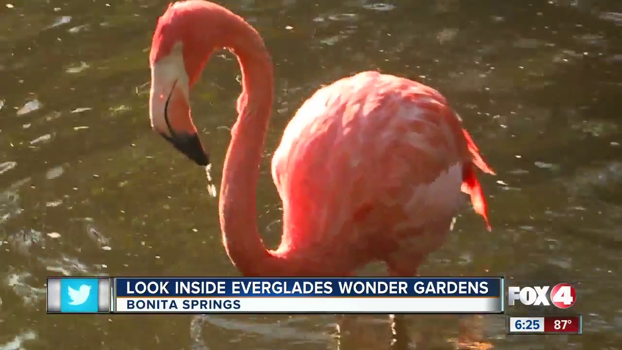 Everglades wonder garden is back in Bonita Springs - YouTube