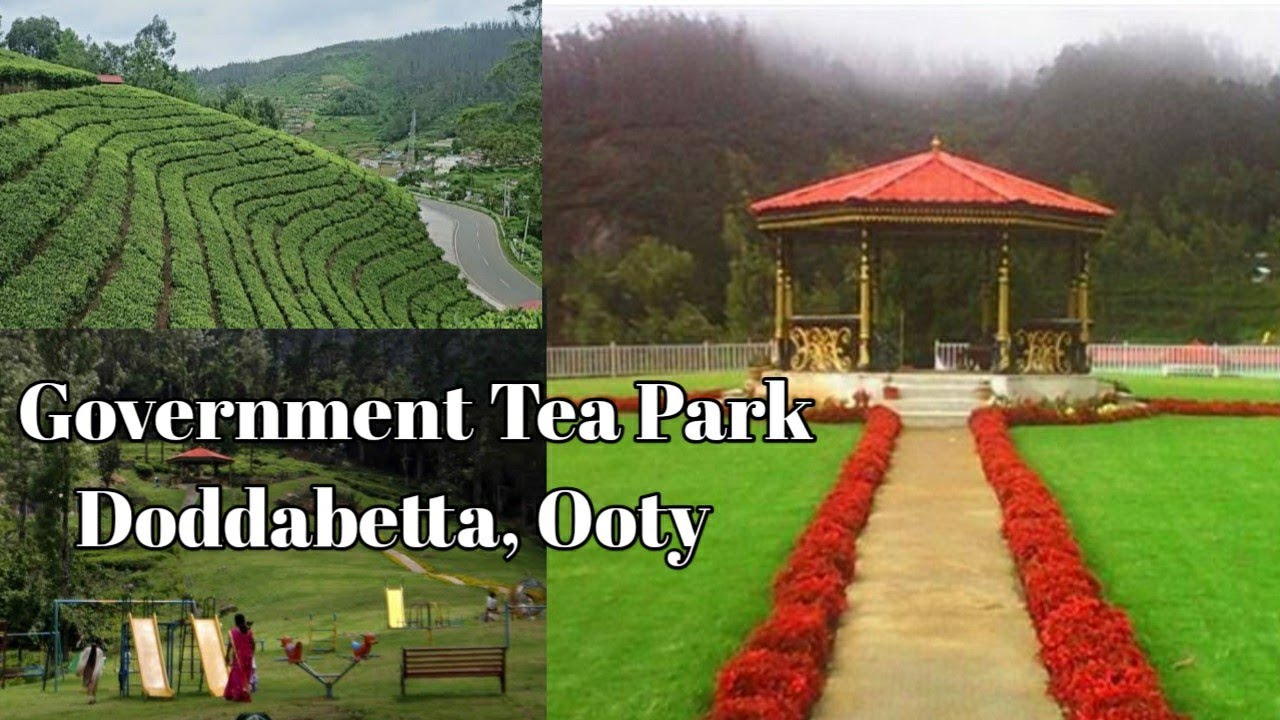 Government Tea Park Ooty | Government Tea Estate Ooty | Tea Park ...