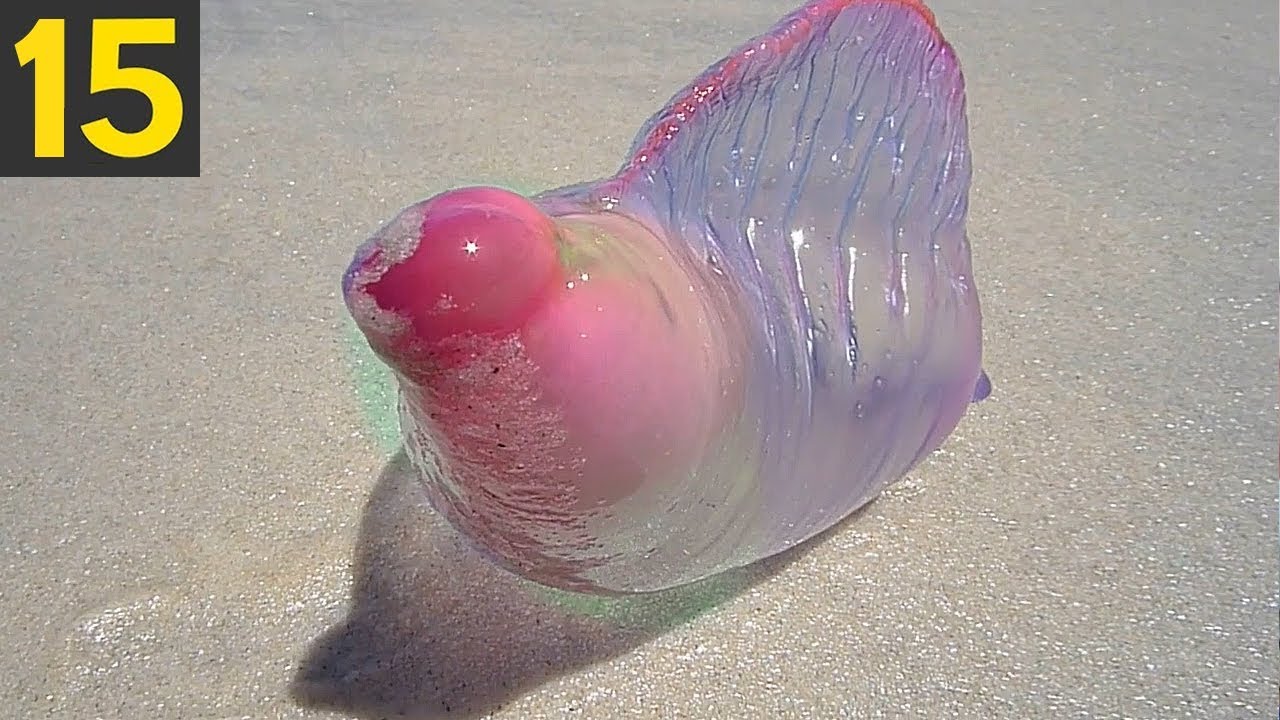 Top 15 STRANGEST things Found on the Beach - YouTube