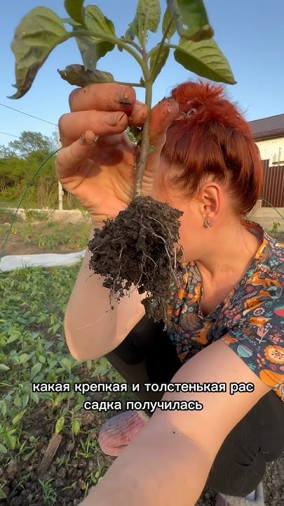 огород дача Garden сад Рассада в парнике с открытой корневой
